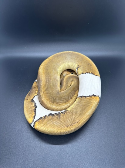 Champagne Fire Het Pied Ball Python by Mutant Freaks