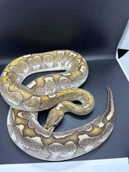 Bamboo Ball Python by Mutant Freaks