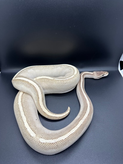 Mystic Potion Ball Python by Mutant Freaks