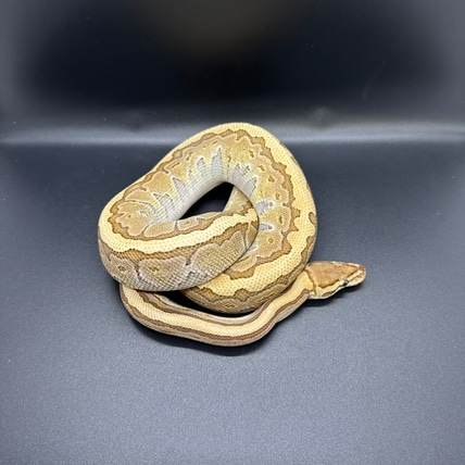 Mutant Freaks - MorphMarket