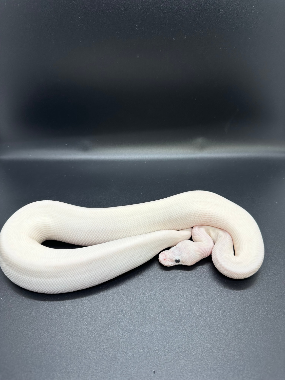 Blue Eyed Lucy Ball Python by Mutant Freaks - MorphMarket