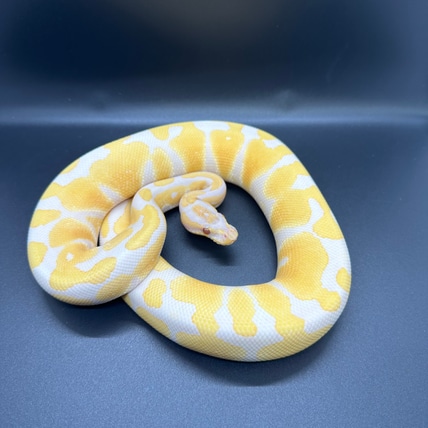 Mutant Freaks - MorphMarket