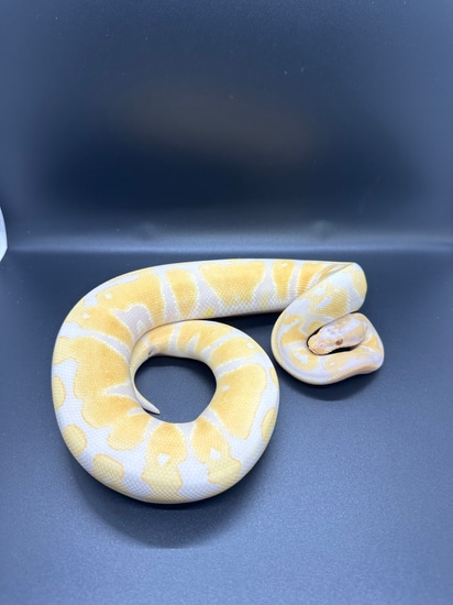 Lavender Het Pied Ball Python by Mutant Freaks