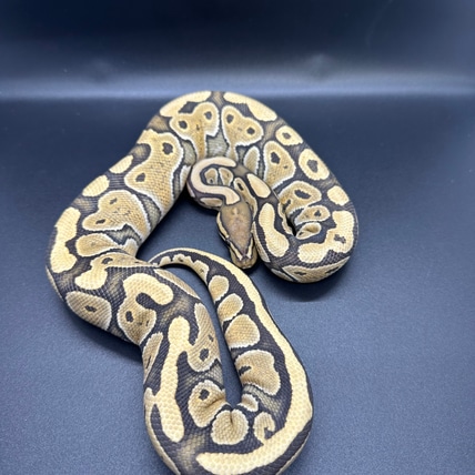 Mutant Freaks - MorphMarket