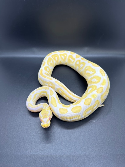 Albino Black Pastel Ball Python by Mutant Freaks