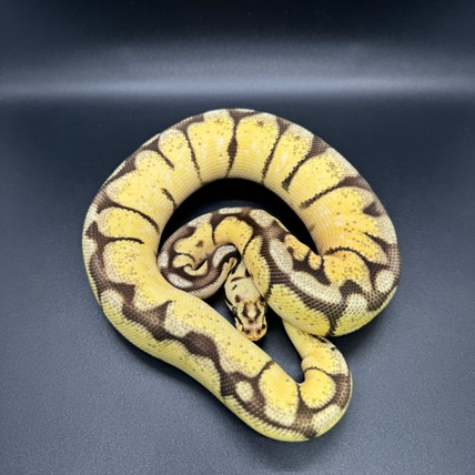 Mutant Freaks - MorphMarket