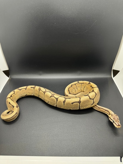 Vanilla Fire Spider Ball Python by Mutant Freaks