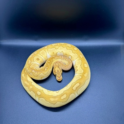 Mutant Freaks - MorphMarket