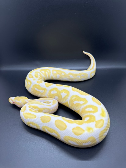Albino Black Pastel Ball Python by Mutant Freaks