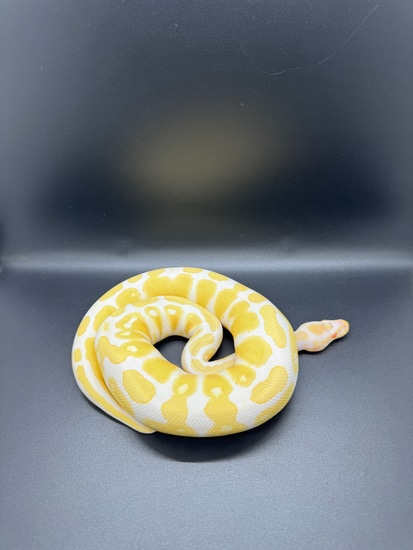Albino Het G-stripe Ball Python by Mutant Freaks