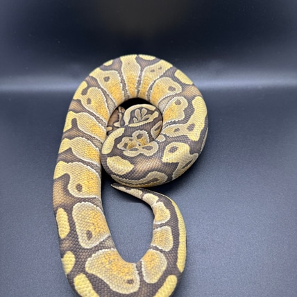 Mutant Freaks - MorphMarket