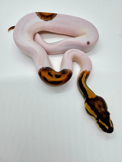 Pied Het Hypo Ball Python by Mutant Freaks