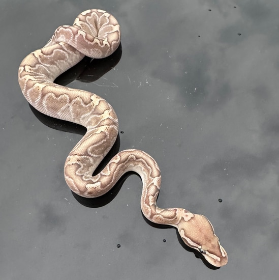 Bamboo GHI Ball Python by Mutant Freaks