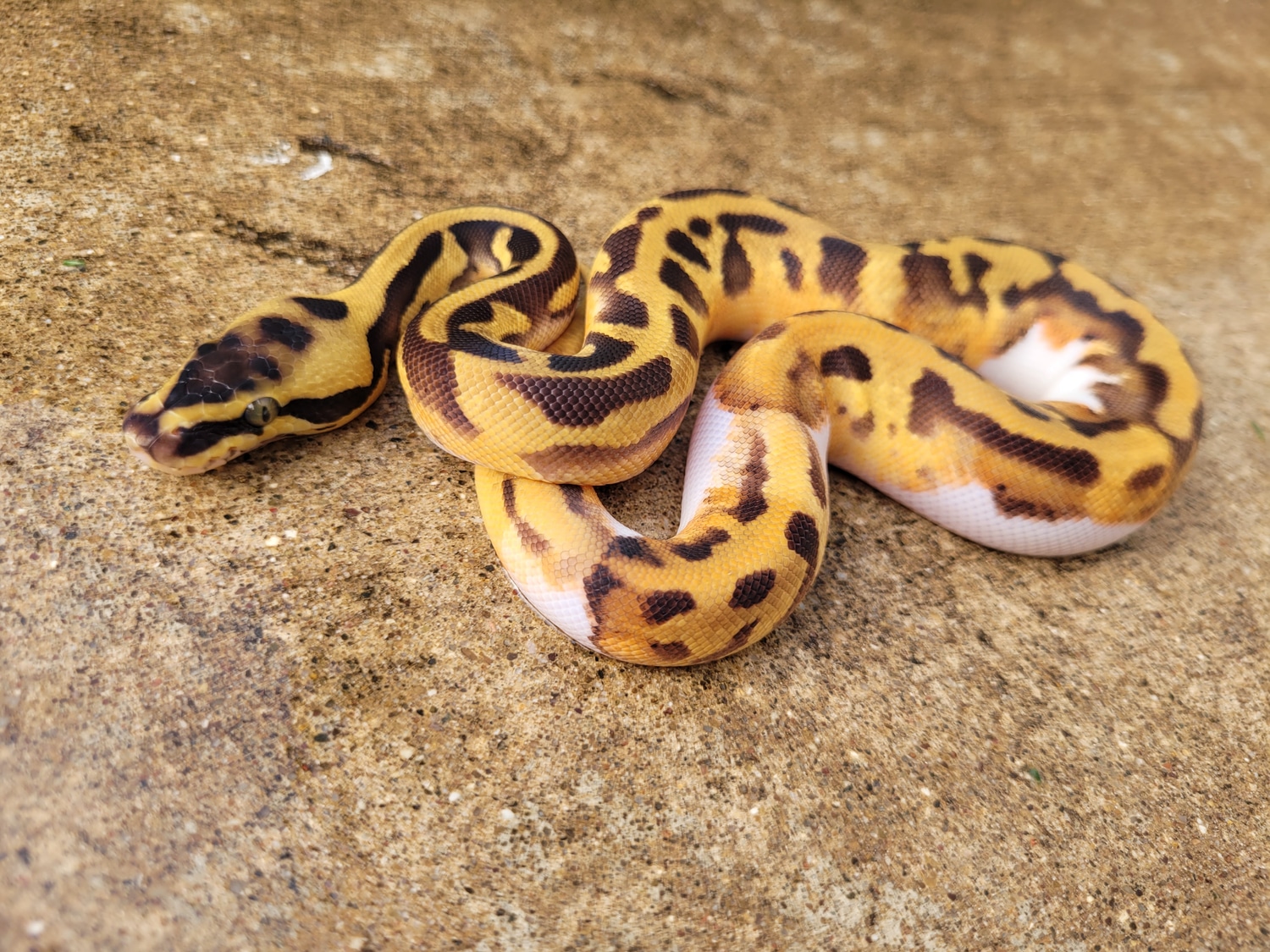 Leopard Enchi Pastel Pied, 50% Het Albino, 33% Het Clown Ball Python by ...