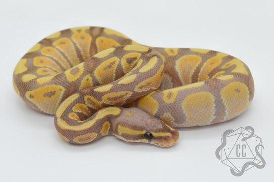 Banana Russo Ball Python by Critical Combos