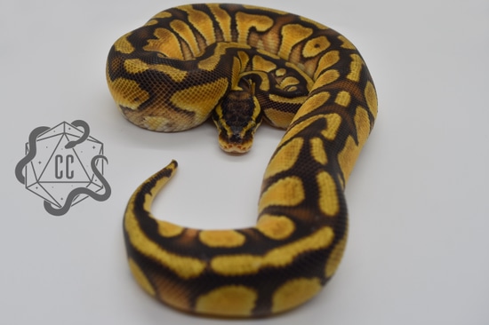 Pastel (Pos.Enchi) Russo Ball Python by Critical Combos