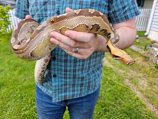Borneo Short-Tail Wildtype Borneo Short-Tailed Python by Critical Combos