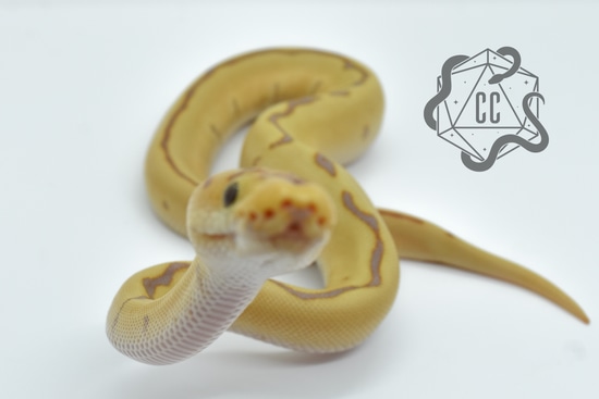 Spider Blade Banana Clown Ball Python by Critical Combos