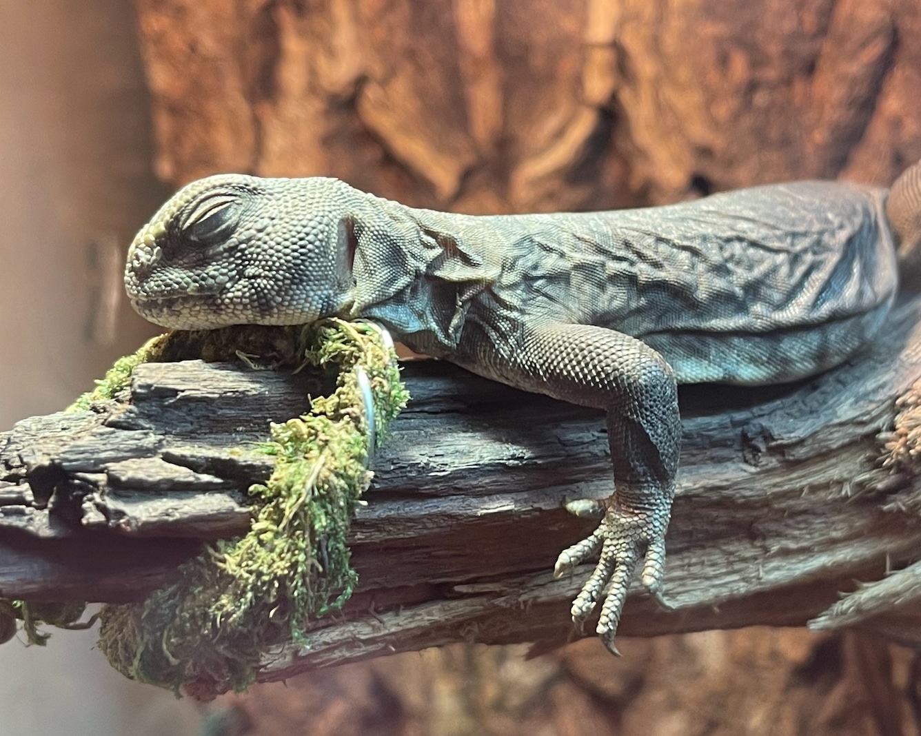 Ocellated Uromastyx - May 2022 | Ocellata, Spiny-Tailed Lizard More ...