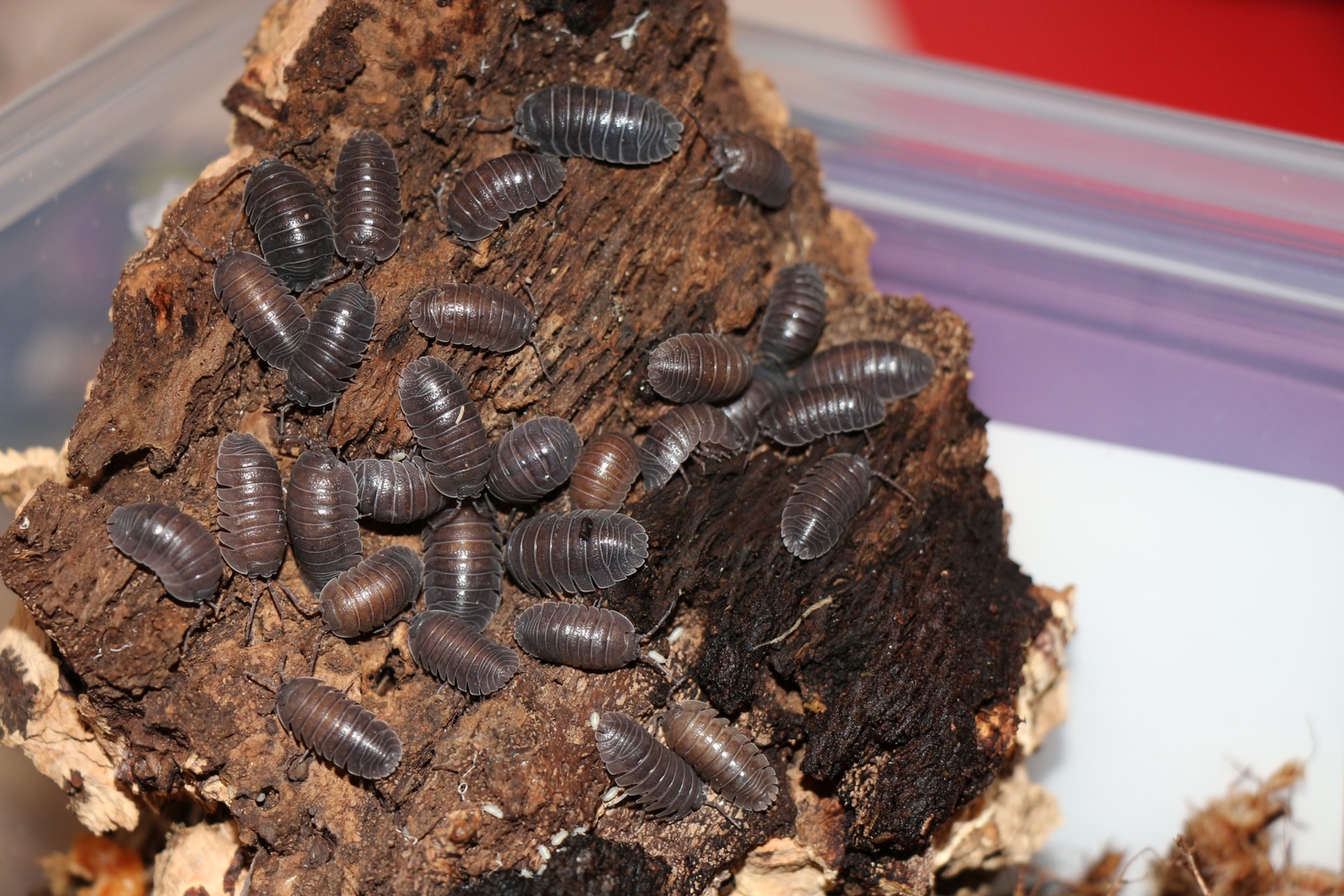 Armadillidium C.f. Pallasii Isopod by A-Z Reptilian - MorphMarket