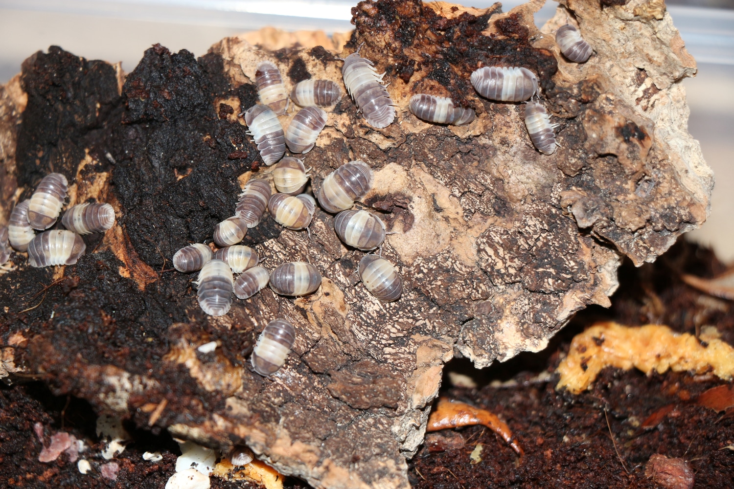 Cubaris Sp. "Panda King" 10ct Isopod by A-Z Reptilian - MorphMarket