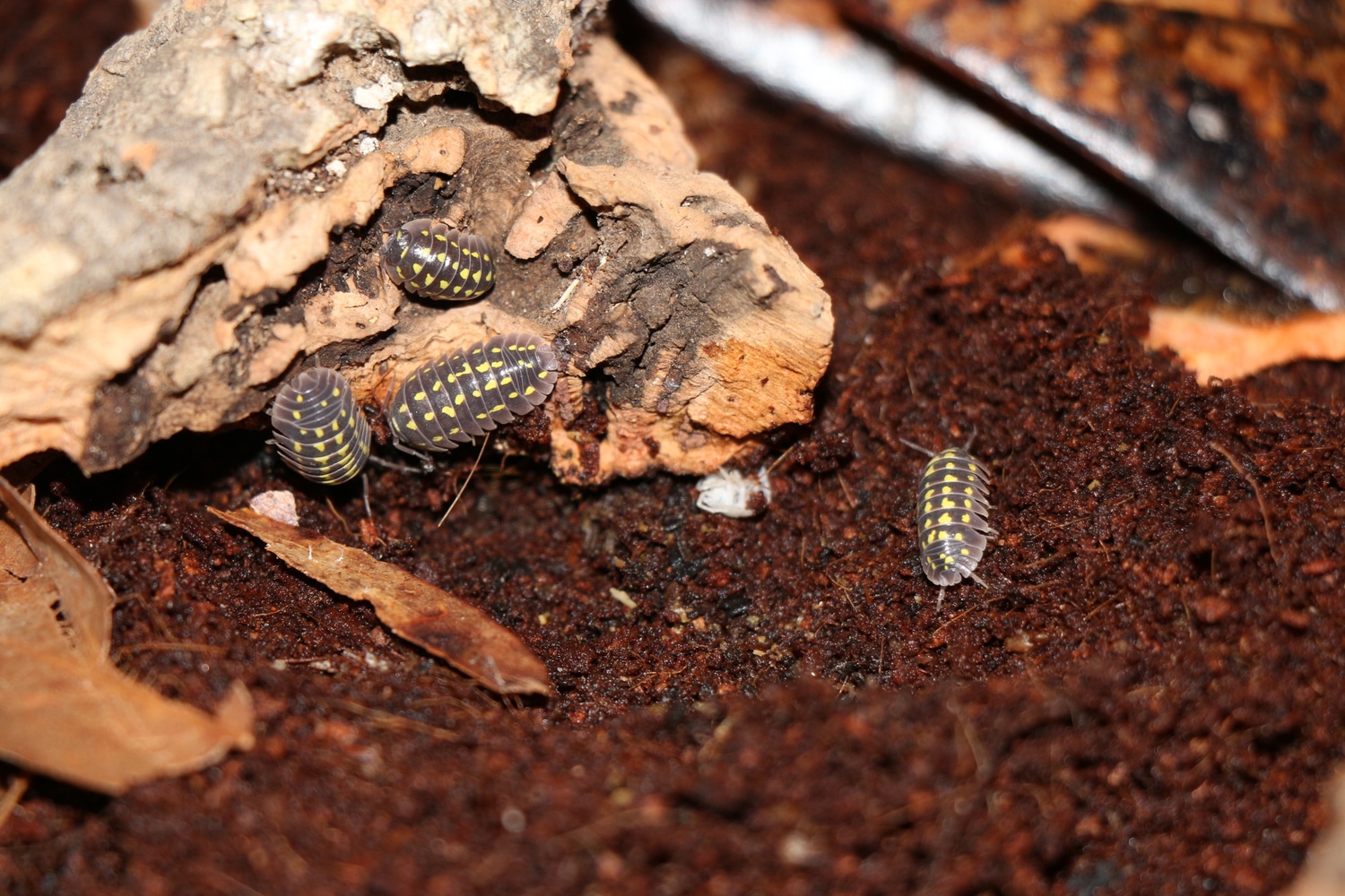 Armadilidium Gestroi "High Yellow Spotted" 10ct Isopod by A-Z Reptilian ...