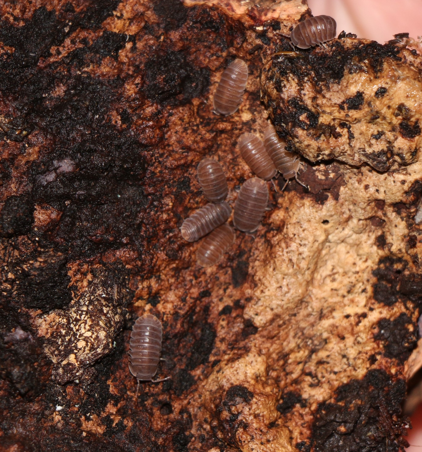 Cubaris Sp. "Borneo" 10ct Isopod by A-Z Reptilian - MorphMarket