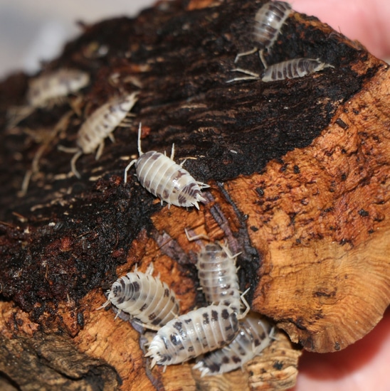 Porcellio Laevis "Dairy Cow" 10ct Isopod by A-Z Reptilian