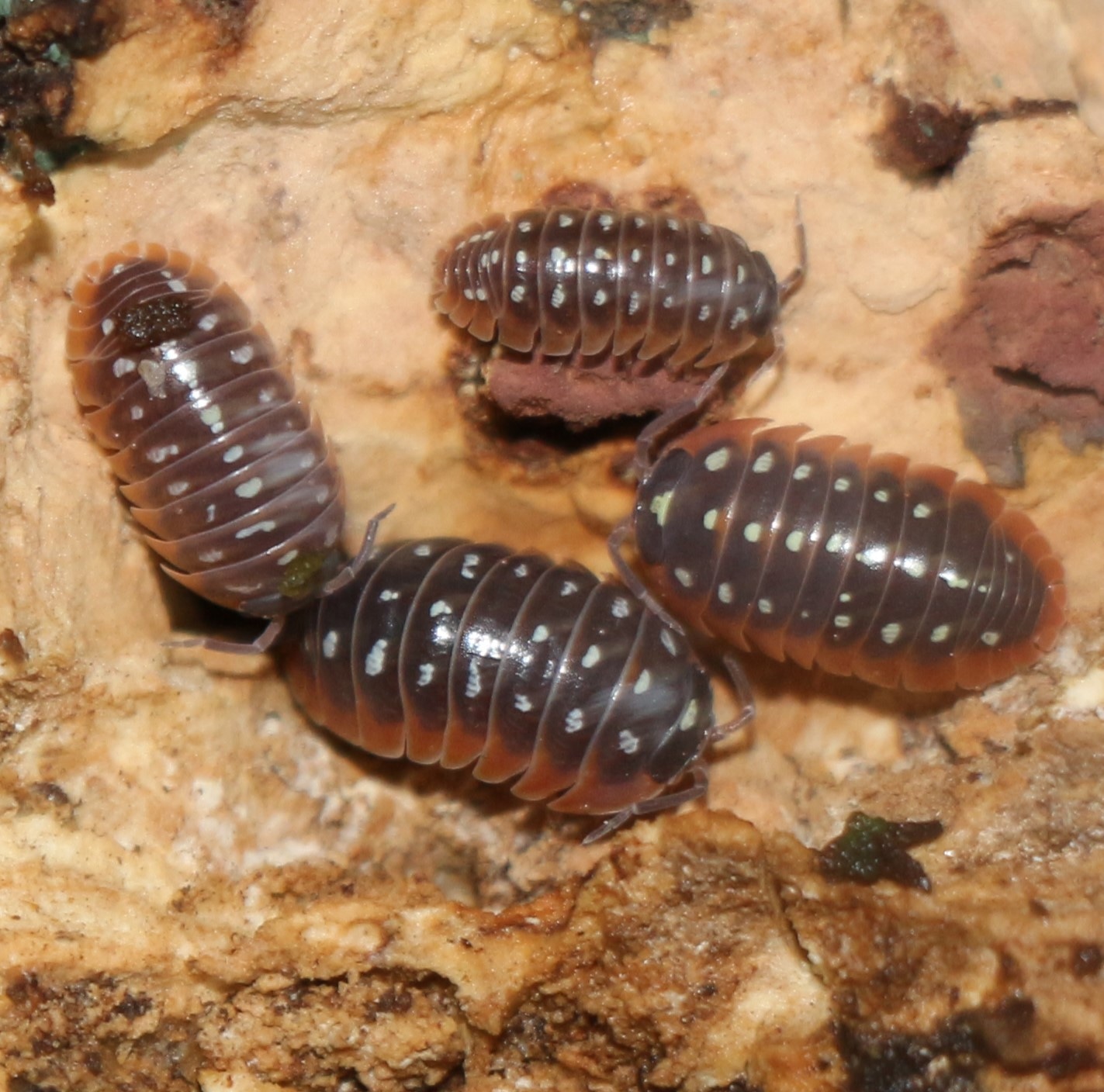Armadillidium Klugii "Dubrovnik / Clown 10ct Isopod by A-Z Reptilian ...