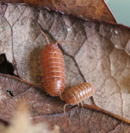 Armadillidium Vulgare "Sunset" 10ct Isopod by A-Z Reptilian