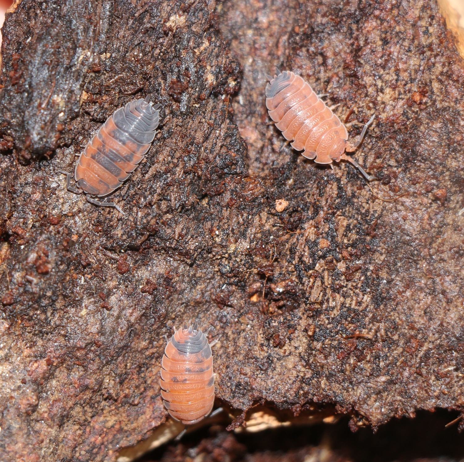Porcellio Scaber "Lava" 10ct Isopod by A-Z Reptilian - MorphMarket