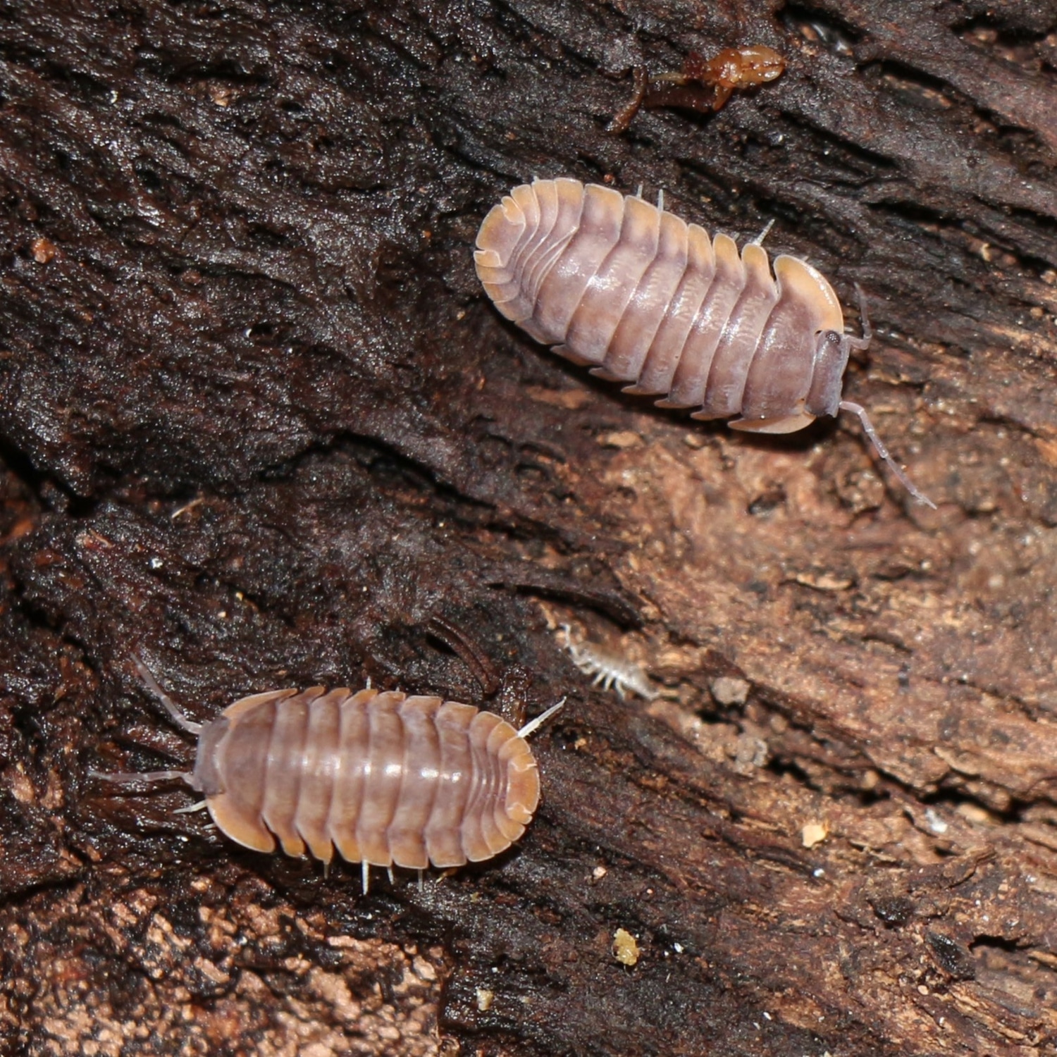 Cubaris Sp. "Red Edge/Red Skirt" 10ct Isopod by A-Z Reptilian - MorphMarket
