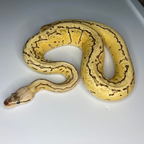 Lemonback, Pinstripe, Enchi, Pastel, Lesser, 100% Het Pied, 50% Het ...