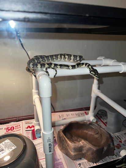 Jungle Carpet Python Pos Het Albino by Cold-Blooded Creatures