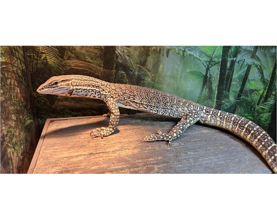 Flavirufus Sand Monitor Other Monitor by Grayscale Exotics