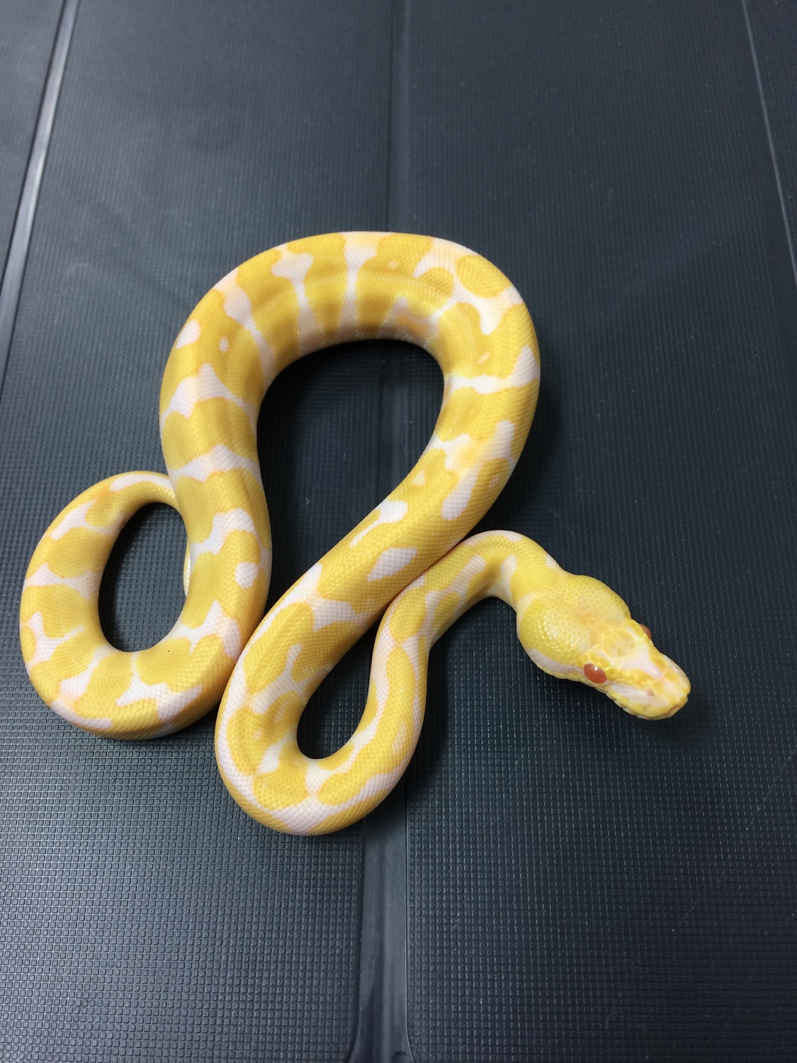 19 Albino Enchi Ball Python by Buehler Reptiles - MorphMarket