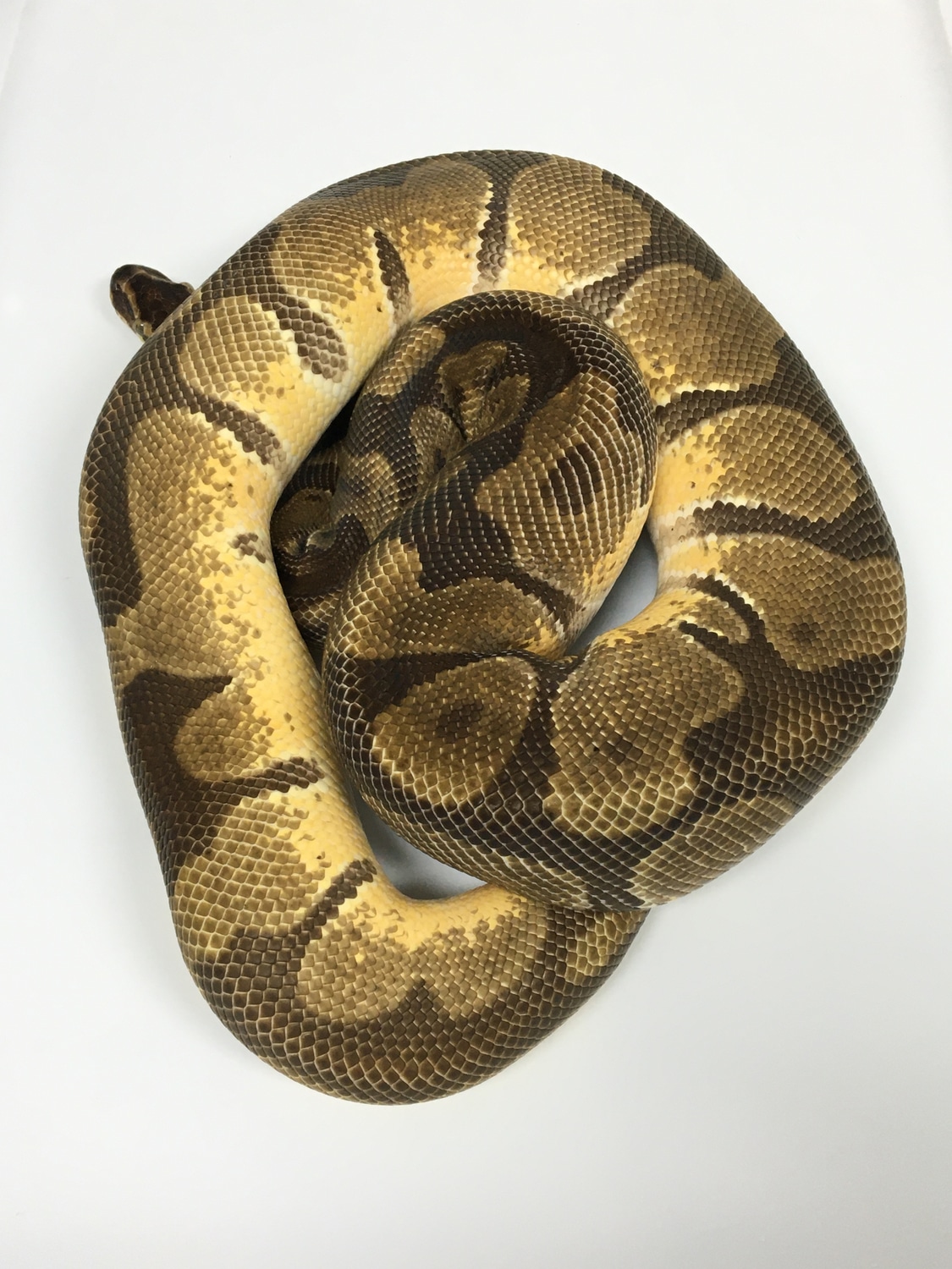 Enchi Orange Dream Ball Python by Buehler Reptiles - MorphMarket