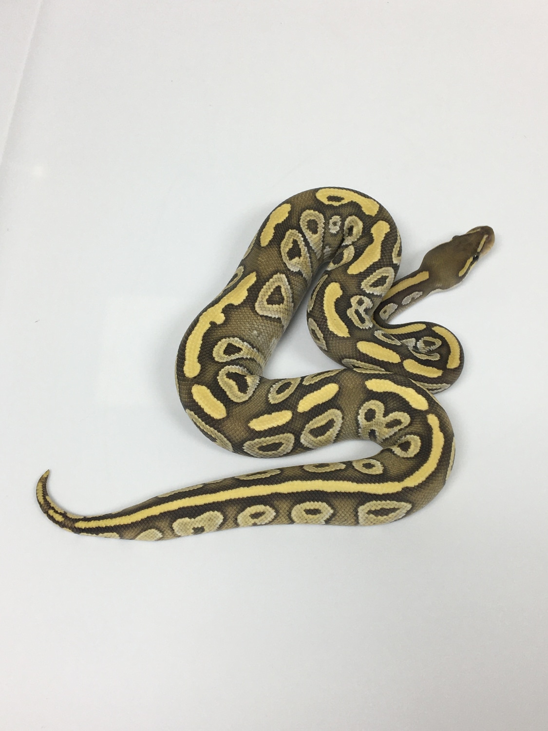 21 Orange Ghost Mojave Het Genetic Stripe Ball Python by Buehler ...