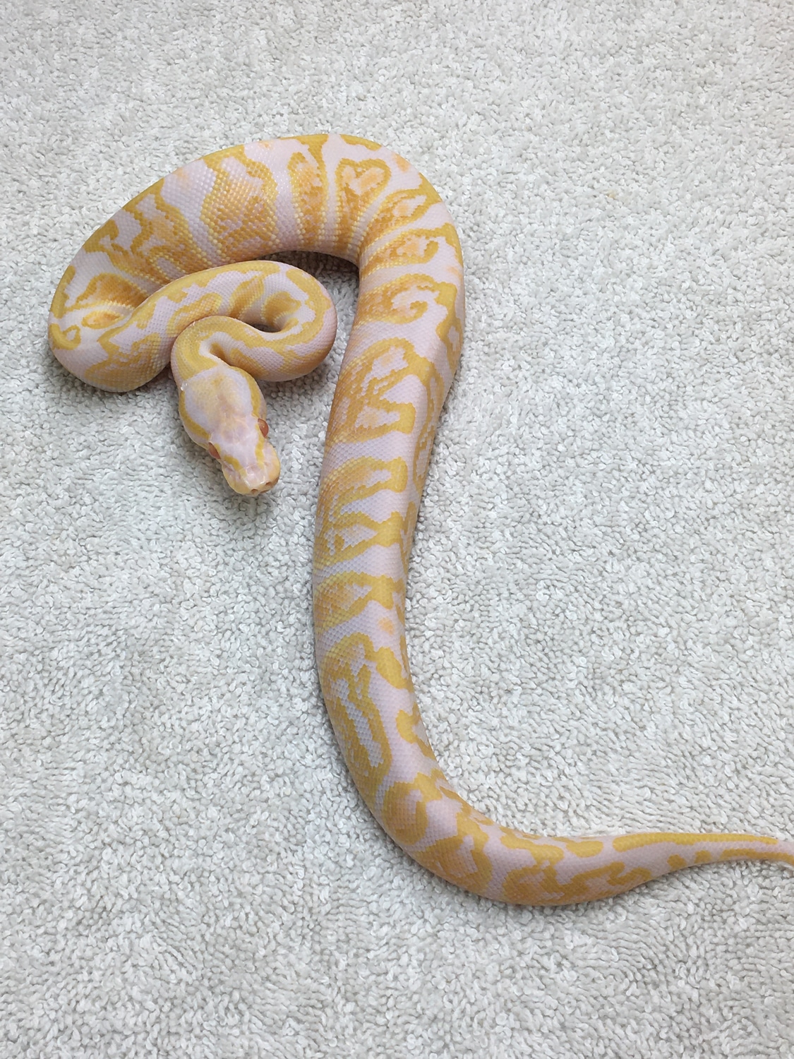 22 Albino Ghi Ball Python by Buehler Reptiles - MorphMarket