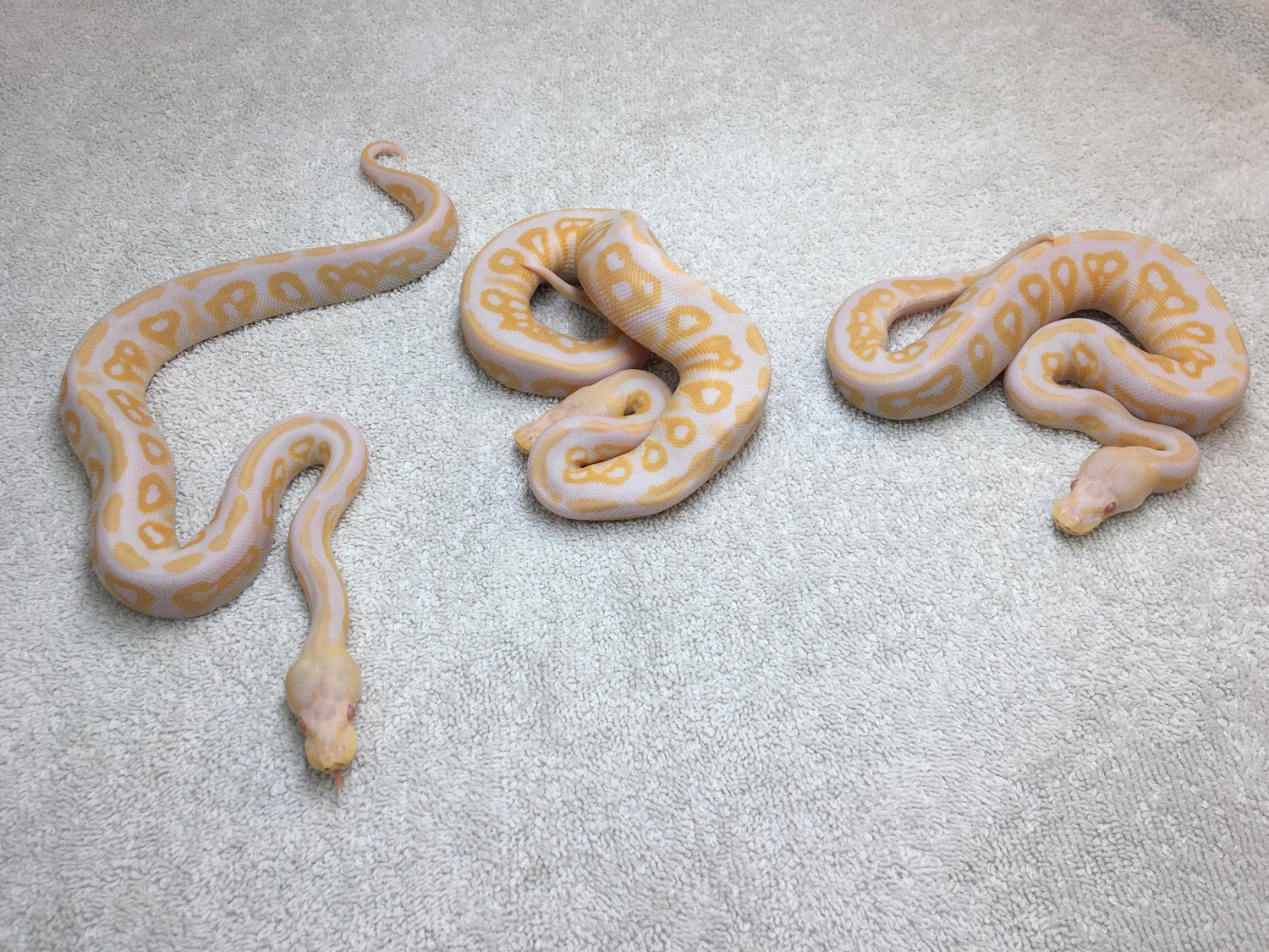 22 Albino Black Pastels Ball Python by Buehler Reptiles - MorphMarket
