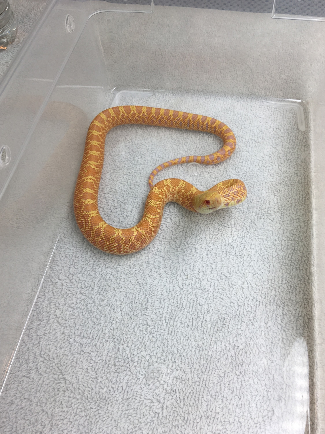 22 Albino DBL Het Hypo / Whiteside Bullsnake by Buehler Reptiles ...