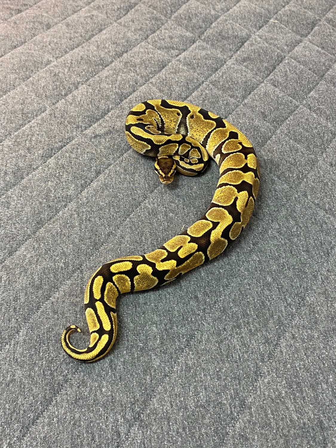 22 Enchi Het Orange Ghost Ball Python by Buehler Reptiles - MorphMarket