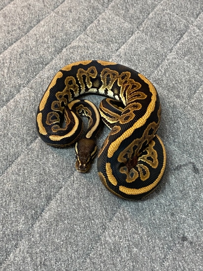 22 Black Pastel Leopard Dbl Het Orange Ghost / G-stripe Ball Python by ...