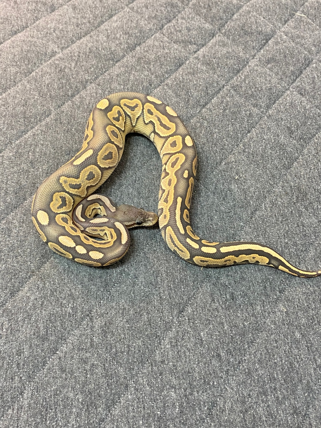 22 Orange Ghost Cinny Ball Python by Buehler Reptiles - MorphMarket