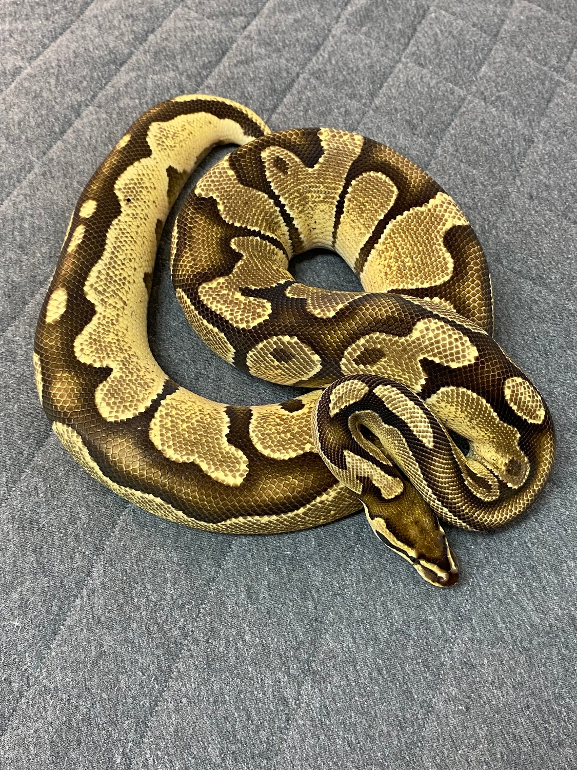 20 Enchi Fire OD Ball Python by Buehler Reptiles - MorphMarket