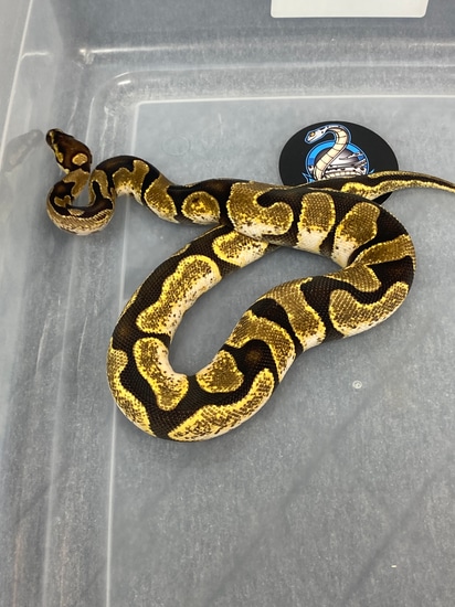 22 Enchi Calico Het Desert Ghost Ball Python by Buehler Reptiles