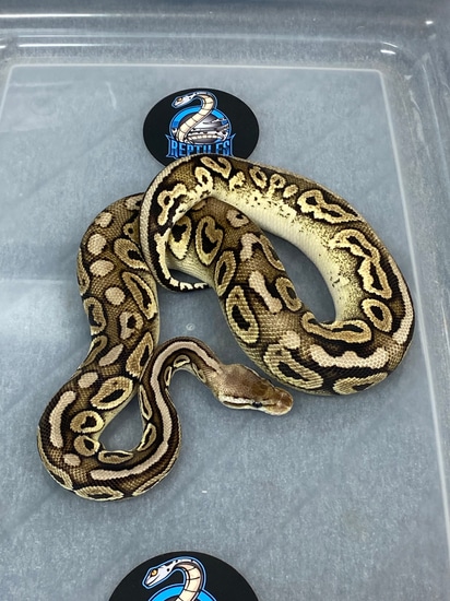 22 Black Pewter Dbl Het Albino / Clown Ball Python by Buehler Reptiles