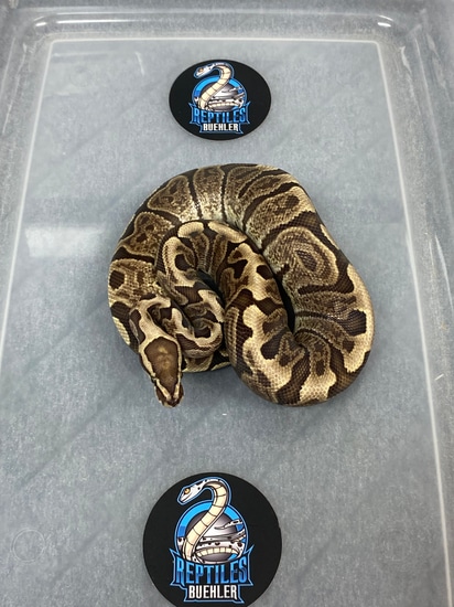 22 Ghi Woma Dbl Het Albino Or Candy / Clown Ball Python by Buehler Reptiles