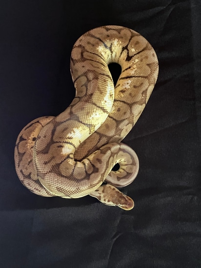 21 Black Widow Het Desert Ghost Ball Python by Buehler Reptiles