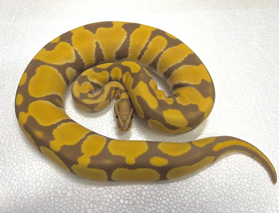 0.1 Candy 900g Ball Python by Piedmont Pythons